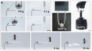 Wood Transistor Could Let Us Embed Electronics In Trees